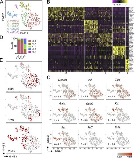 The Analysis Of Progressive Hsc Differentiation By Scrna Seq Adult Download Scientific Diagram