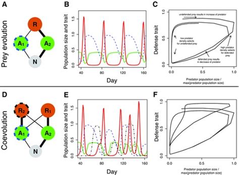 Eco‐evolutionary Feedback Promotes Red Queen Dynamics And Selects For Sex In Predator