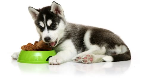 🐶Рейтинг лучших кормов для хаски на 2025 год