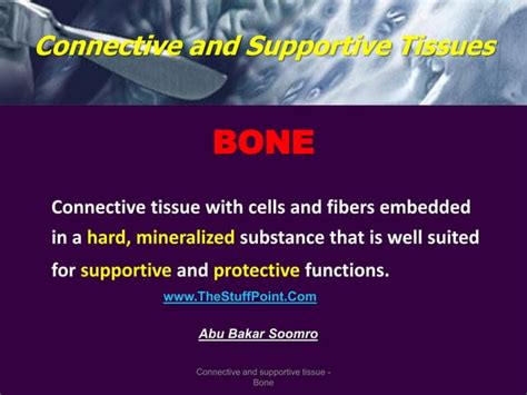 Bone Ppt