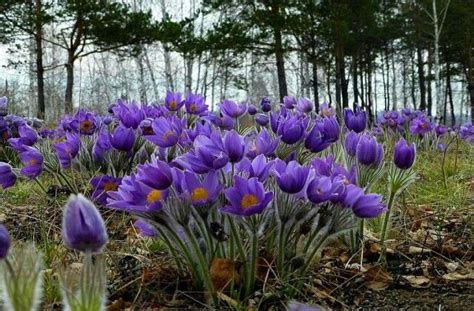 Подснежники | Trees to plant, Alpine flowers, Beautiful flowers photos