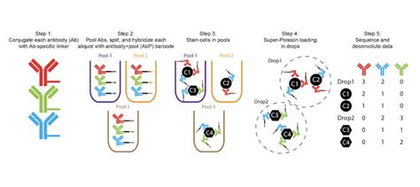 Multiplexed Multimodal Single Cell And Spatial Sequencing Ye Lab