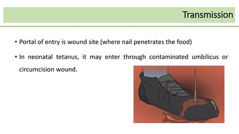 Spore Forming Gram Positive Bacteria Ppt