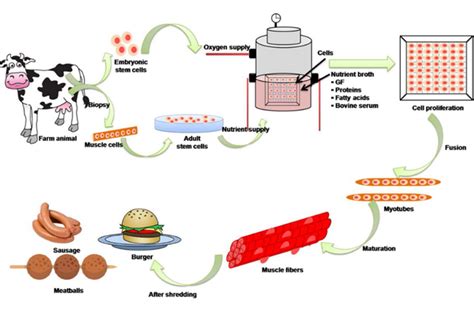 Lab Grown Meat Diagram At Nancy Hutchinson Blog