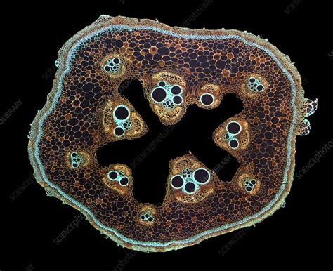 Cucumber Stem Lm Stock Image C052 6162 Science Photo Library