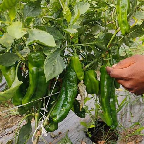 Buy Capsicum Big Long Hybrid F1 Seeds High Yield Elongated Peppers