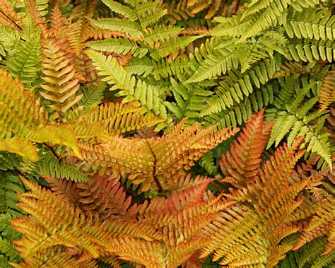 Dryopteris Erythrosora Copper Shield Fern Bare Roots Buy Online At