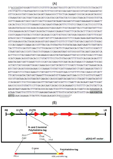 Construction Of Recombinant Vector Niv Gpeaq A Sequence Of The De