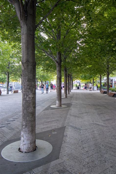 How To Avoid Root Heave Pavement Damage Caused By Trees