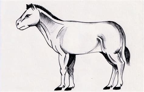 Evoluzione Del Cavallo Da Eohippus Al Cavallo Attuale
