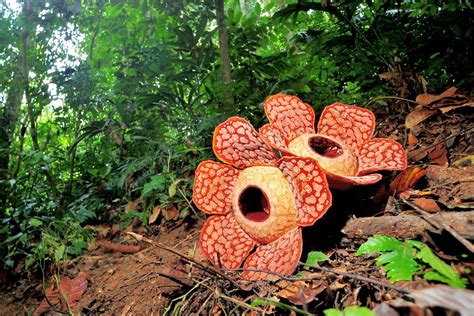 6 Must Visit Attractions In Kundasang Sabah Milas Travel