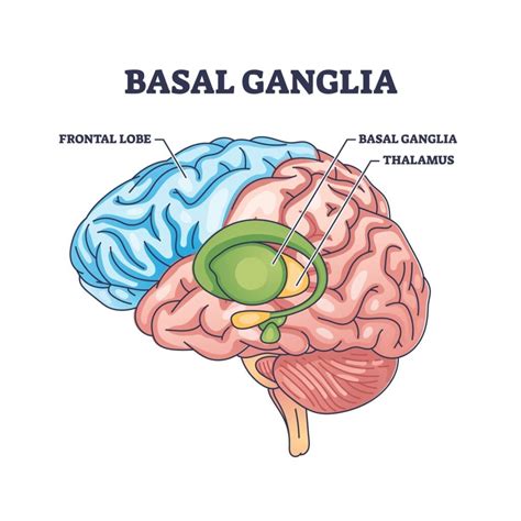 Basal Ganglia
