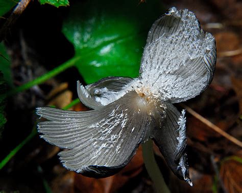 Coprinopsis Lagopus Curbstone Valley
