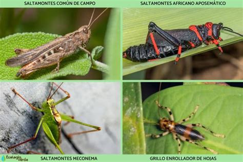 Nombres De Insectos