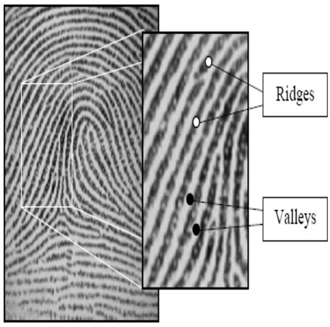 Showing The Ridges And Minutiae In Fingerprint Download Scientific Diagram