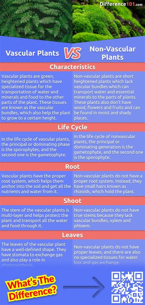 Vascular Vs Non Vascular Plants Whats The Difference Between Vascular And Non Vascular Plants
