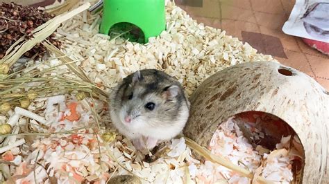 [햄찌네] 거짓말처럼 동그란 햄스터 찐빵이🐷🐹 Youtube