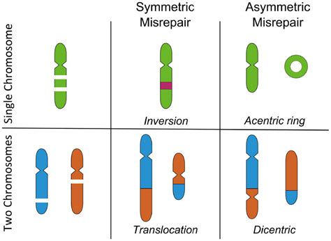 Illustration Of Some Binary Chromosome Aberrations In G1 These Events