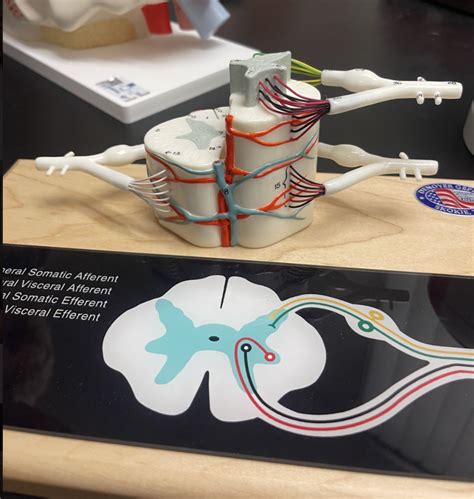 Lab Practical Spinal Cord Diagram Quizlet