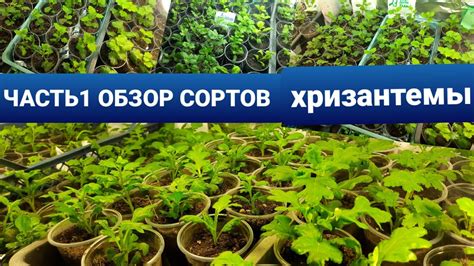НЕРЕАЛЬНО КРАСИВЫЕ СОРТА ХРИЗАНТЕМЫ. ЧАСТЬ 1. ОБЗОР РАССАДЫ И СОРТОВ ...