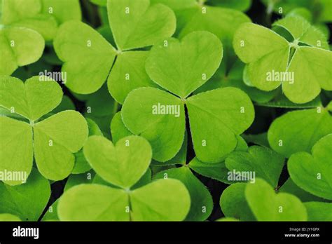 Three Lobed Leaves Hi Res Stock Photography And Images Alamy