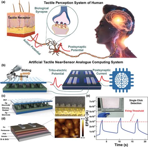 atnsc mimics the human tactile perception system a schematic of the