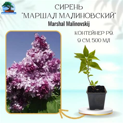 Сирень Маршал Малиновский, Р9 - купить с доставкой по выгодным ценам в ...
