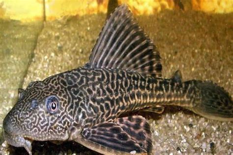 Common Pleco From Care To Diet To Lifespan And More