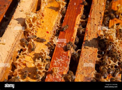 Frames Of A Beehive Close Up View Of The Opened Hive Body Showing The Frames Populated By Honey