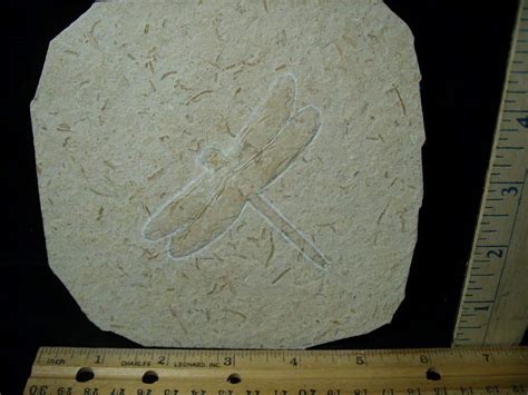 Fossilized Dragonfly In Matrix 022423b The Stones And Bones Collection