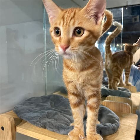 코리안숏헤어 시루 고양이 책임분양 ♥ 강아지•고양이입양 강아지보호소 고양이보호소 무료분양 아이조아보호소