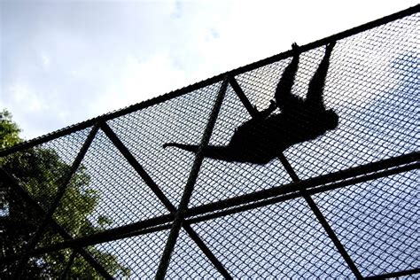 Se Escaparon 43 Monos De Un Laboratorio Médico En Estados Unidos La Nacion