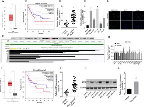 Cebpa As1 Exhibited High Expression In Aml And Activated By Zfx A Download Scientific Diagram