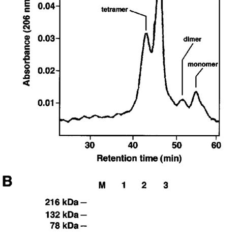 Oligomerization Of The N Terminal Domain Of Rfg In Solution A Download Scientific Diagram