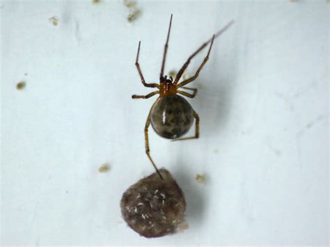 Aranha Da Bunda Grande Binkedu