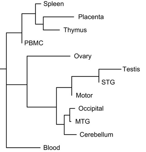 Dendrogram From Neighbor Joining Of Pearson Correlation Coefficients
