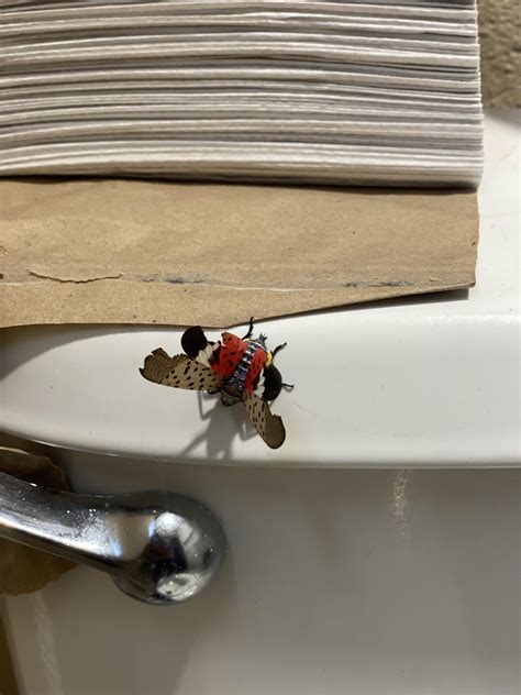 Best R Bugsarefuckingstupid Images On Pholder What Bug Is This