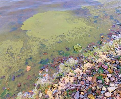 Top 10 Of 2025 Announcing 152m In Funding For Harmful Algal Bloom
