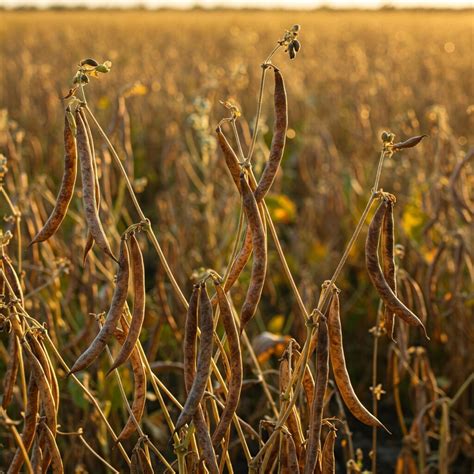 Desvelando Las Etapas Fenológicas Del Fríjol Claves Para Una