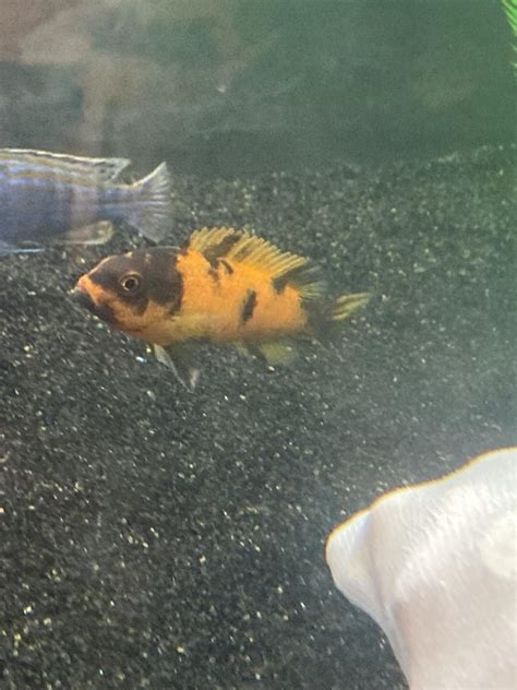 What Kind And Sex Rcichlid