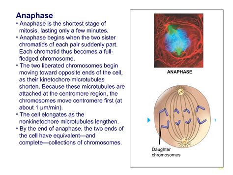 Cell Cycle Its Regulation And Checkpoints Ppt Biological Sciences Science