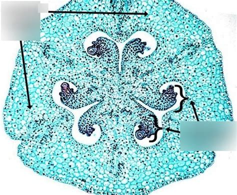 Lily Ovary Diagram Quizlet