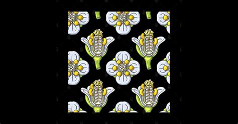 Arabidopsis Thaliana Flower Anatomy Illustration Pattern Arabidopsis