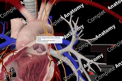 Apical Segmental Artery Of Left Lung Complete Anatomy
