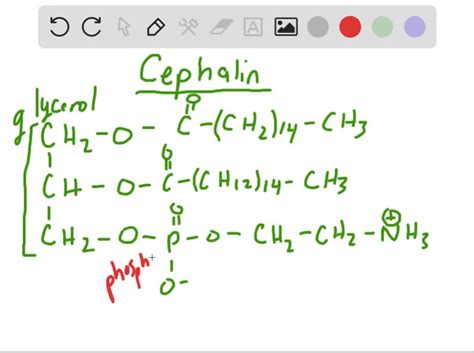 Draw The Condensed Structural Formula For The Cephalin That Contains Two Palmitic Acids