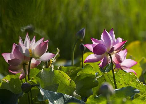 로터스 꽃들 연꽃 Pixabay의 무료 사진 Pixabay