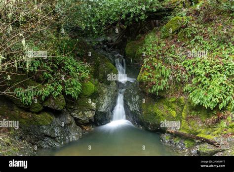 Cascade Waterfalls At Cataract Falls Mount Tamalpais State Park Marin County California Usa