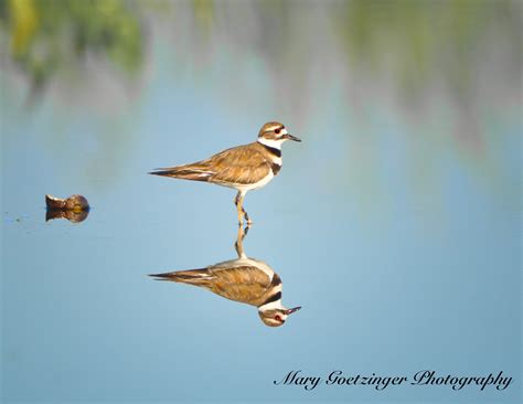 Killdeer Florida Shore Bird Photo Wildlife Artwork Etsy