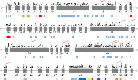 Clinical And Molecular Analysis Of Guangxi Patients With Kabuki Syndrome And Kmt2d Mutations