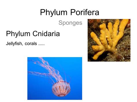 Phylum Porifera Sponges Quizlet At Miguel Arnold Blog